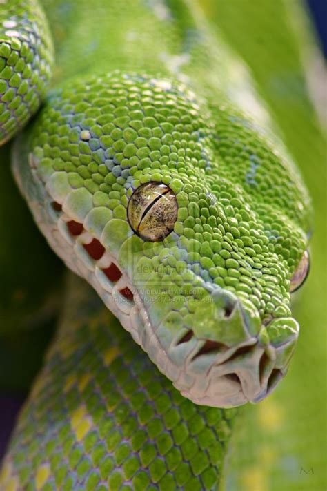 Green Tree Python A Beautiful Reptile