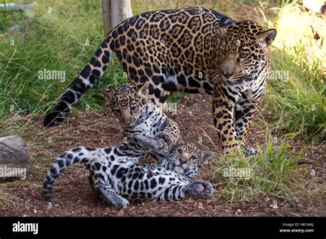 Jaguar Panthera Onca Cubs Playing With Mother Watching Native To