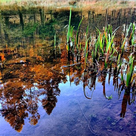 Premium Photo Reflection Of Trees In Pond