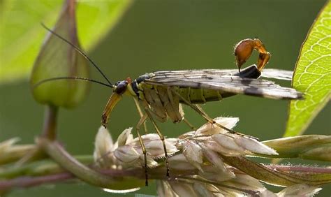 Mecoptera The Fascinating Scorpionflies
