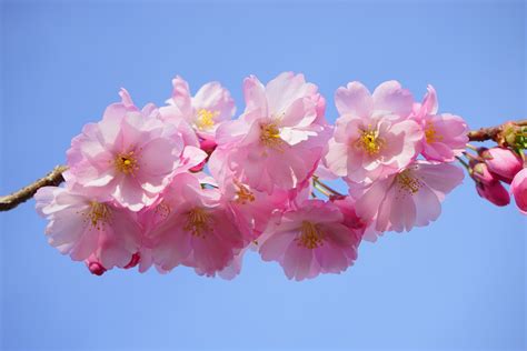 Pink Japanese Cherry Blossom Tree Loqg