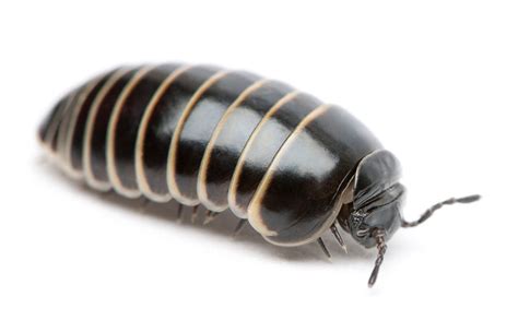 Pill Bug PowerX