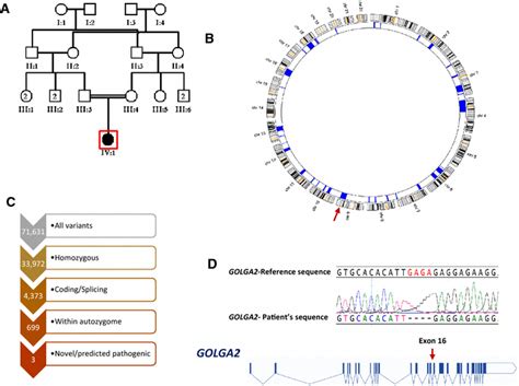 Identification Of A Patient With A Homozygous Truncating Mutation In