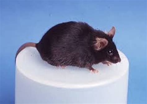 Cloning Mimi The Mouse At Makayla Hampton Blog