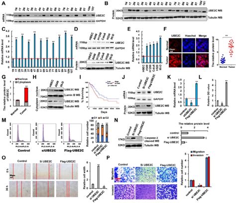Aberrant Activation Of Ube2c In Lung Tumors From Patients And