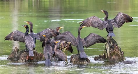 The Wakulla Springs Wildlife Survey A Decades Long Look The Wfsu