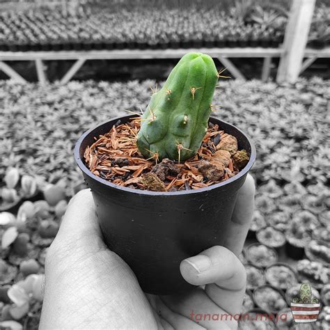 Jual Tanaman Hias Hidup Kaktus Dan Sukulen Kaktus Penis Echinopsis Bridgesii Monstrose