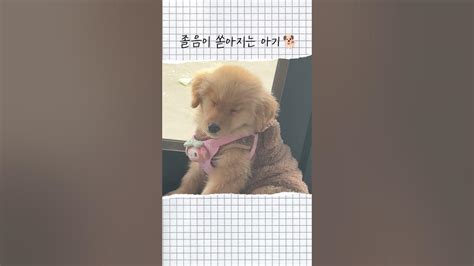 아기강아지가 조는걸 목격한 집사😆😆 힐링쇼츠 Youtube
