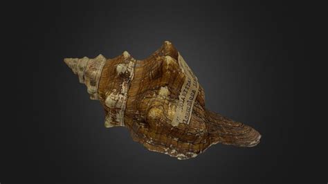 Conch D Models Sketchfab