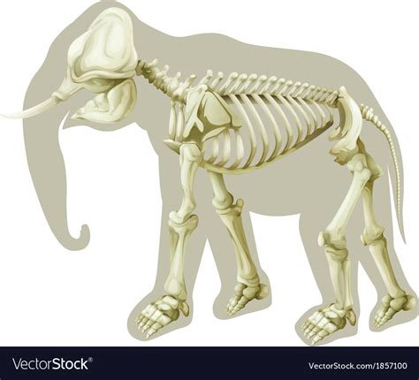 Elephant Skeleton Anatomy Royalty Free Vector Image