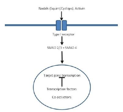A schematic of the TGF beta signalling pathway TGF β Transforming Download Scientific Diagram