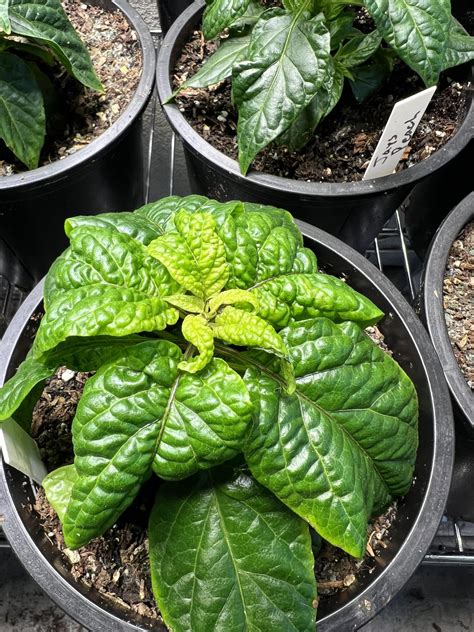 Broad Mites Rhotpeppers