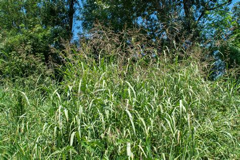 Piramidalni sirak (Sorghum halepense)
