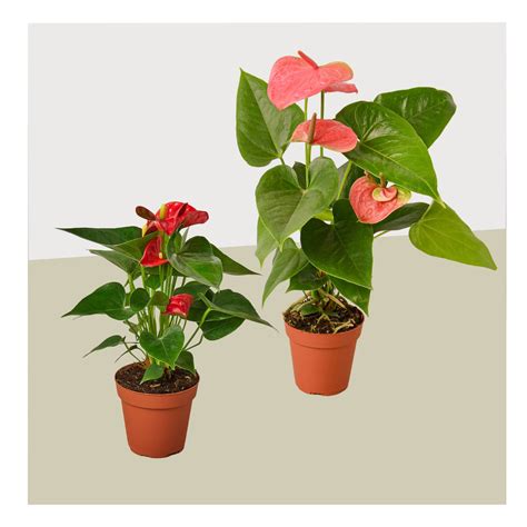 2 Anthurium Variety Pack All Different Colors 4 Pots Monster Gardens