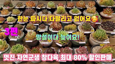 💝판매종료💝3편 이쁜 묵둥이 자연군생 창 아가들 최대 80 할인판매 어디서도 볼수없는 다육이들 까지 묵둥이 명품 자연군생 창 다육이 판매 Youtube