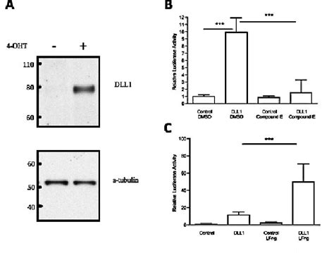 Figure 1 From Notch Signaling Functions In Retinal Pericyte Survival