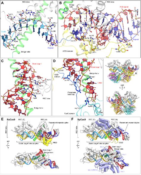 Figure 4 From Crystal Structure Of Staphylococcus Aureus Cas9 Semantic Scholar