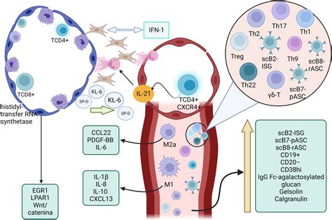 Idiopathic Pulmonary Fibrosis Pathogenesis