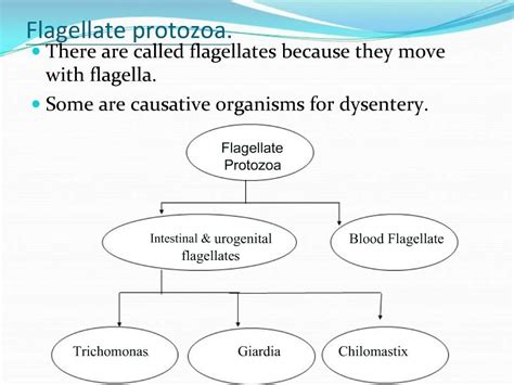 Ppt Flagellate Protozoa Powerpoint Presentation Free Download Id