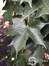 Maple Ruby Sunset Pine Lane Nursery