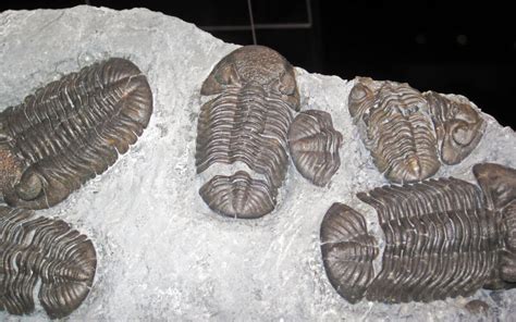 Trilobite Fossil