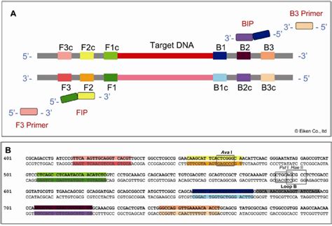 Pcr Primer Dimer Elimination At Orville Turner Blog