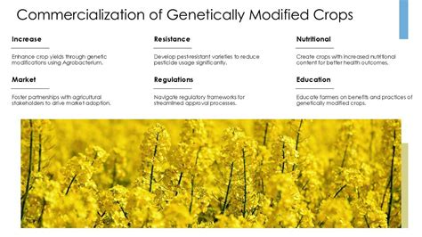 Commercialization Of Genetically Modified Crops Agrobacterium Ppt Powerpoint St Ai Ss Ppt Slide
