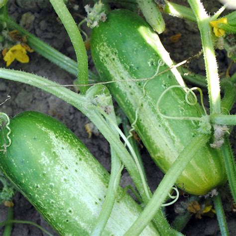 Microalgae Biofertilizer For 50 Plants 100 Organic Etsy
