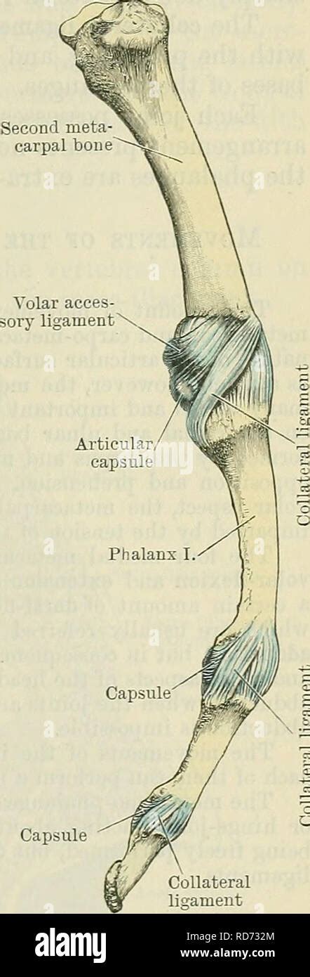 Intermetacarpal Joint