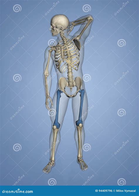 Femur 3d Model Stock Illustration Illustration Of Bone 94409796