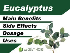 Eucalyptus Benefits Uses Dosage And Side Effects
