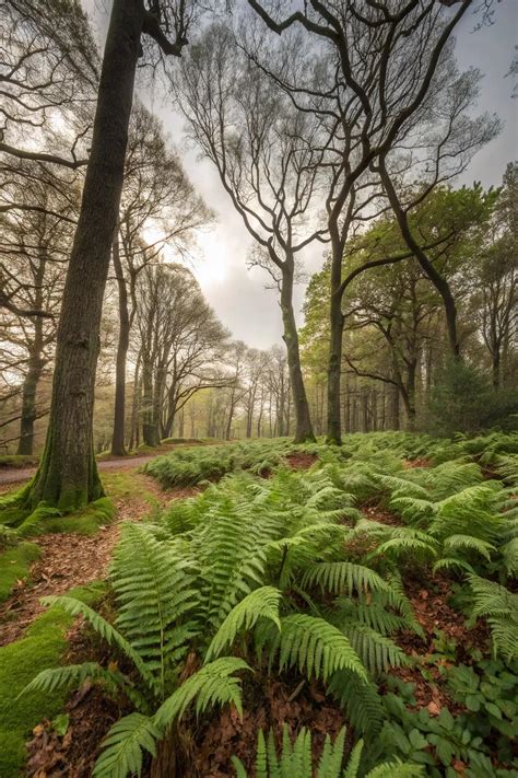 Inspiring Fern Garden Ideas For Every Space