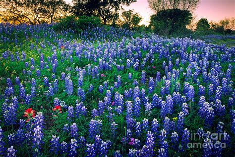 Texas Bluebonnet Field Photograph By Inge Johnsson Fine Art America