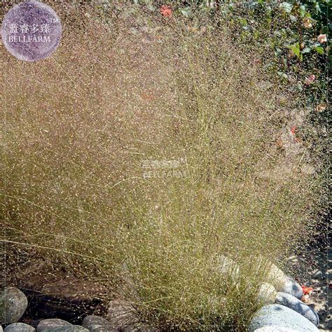 Us 072 Bellfarm Cloud Grass Agrostis Nebulosa Ornamental Plant