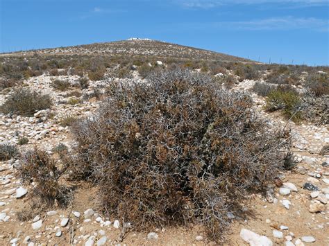 Pelargonium Crithmifolium Namaqua Np Olivier Reilhes Flickr