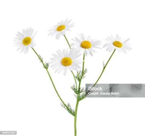 카모마일 꽃은 흰색 배경에 분리되어 있습니다 녹색 줄기와 나뭇잎을 가진 카모마일 꽃의 무리입니다 0명에 대한 스톡 사진 및 기타 이미지 Istock