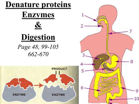 Denatured Enzyme