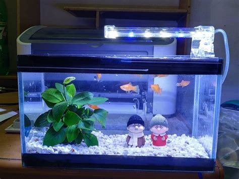 Bể Cá Nước Mặn Môi Trường Sống Lý Tưởng Của Cá