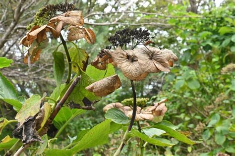 A View Of Hydrangea After Flowering Hydrangeaceae Deciduous Plants