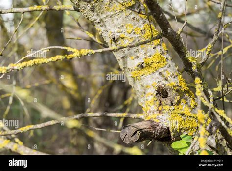 Tree Trunk With Moss In The Forest Stock Photo Alamy