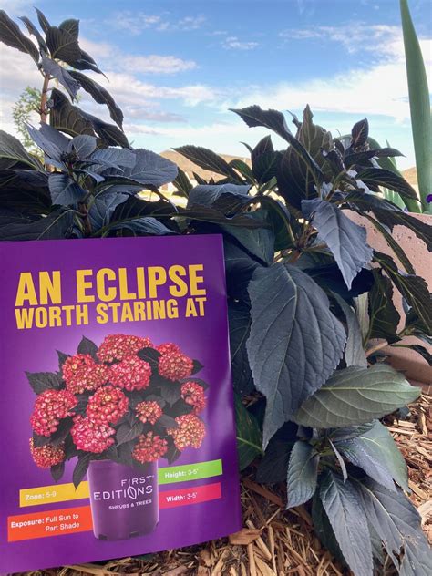 Stunning Dark Leaves On Eclipse® Bigleaf Hydrangea