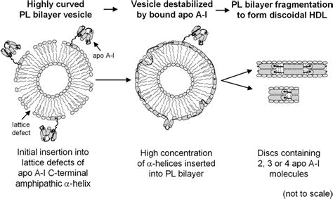 Figure 5 From New Insights Into The Determination Of Hdl Structure By