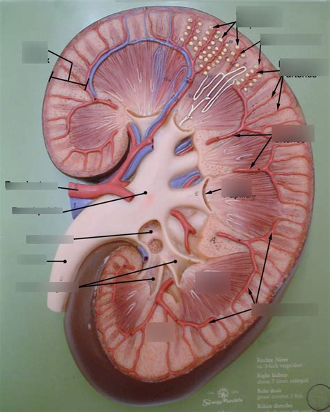 Urinary Lab Slide 8 Diagram Quizlet Urinary Lab Slide 8 Diagram Quizlet