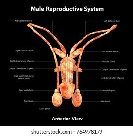 Male Reproductive System Front View Without Labels