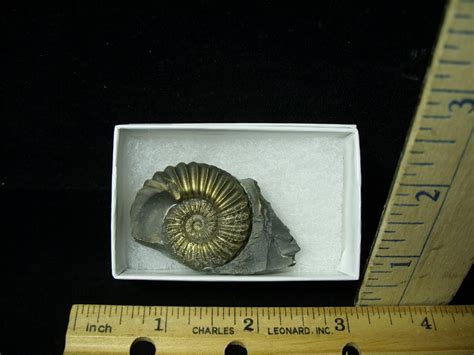 Pyritized Fossil Ammonite 051521h The Stones And Bones Collection