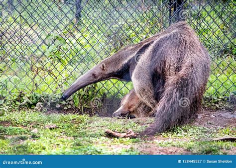 Giant Anteater In A Zoo Habitat Stock Image Image Of Closeup Nice