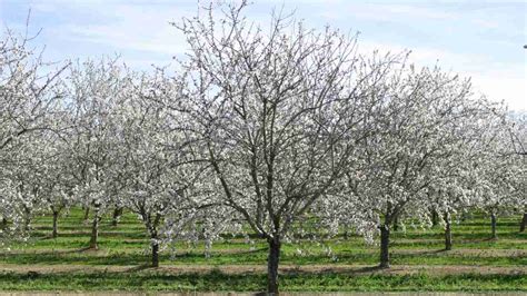 How To Grow And Care For Almond Trees