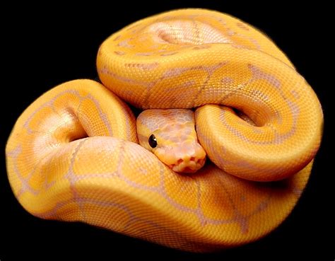 Poe Male Coral Glow Pinstripe 50 Het Pied Male Maker Ball Python By Chris Hardwick Reptiles