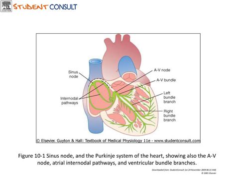 Cardiovascular System Ppt Download
