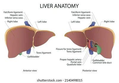 Human Anatomy Liver смотрите и скачивайте изображения — Яндекс Картинки